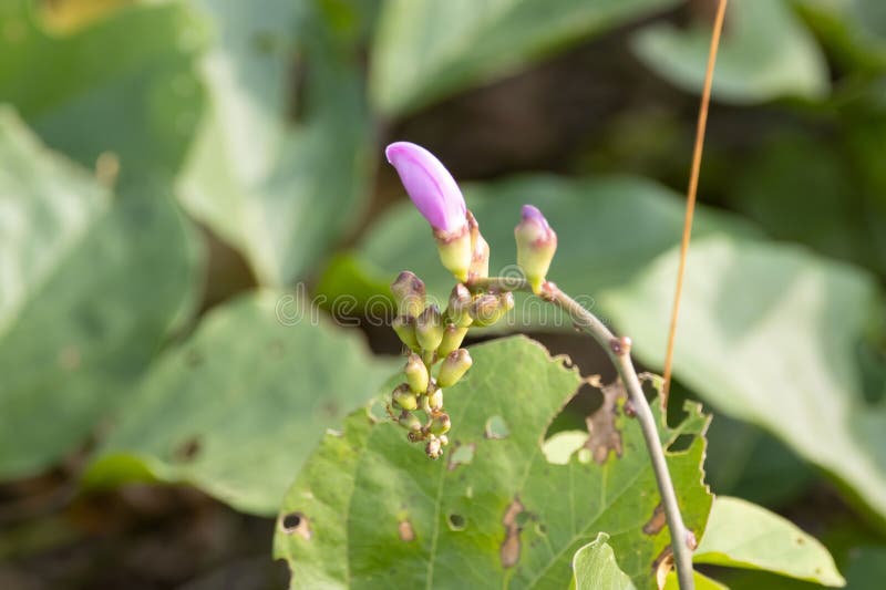 Blossoms of a Jack Bean, Canavalia Ensiformis Stock Image - Image of ...