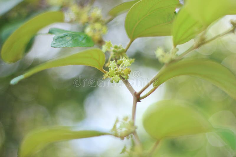 The Blossoms of the Jujube Tree are Blooming Stock Image - Image of ...