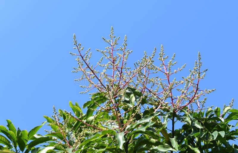 Blossoms of a mango tree. stock photo. Image of color - 268217230