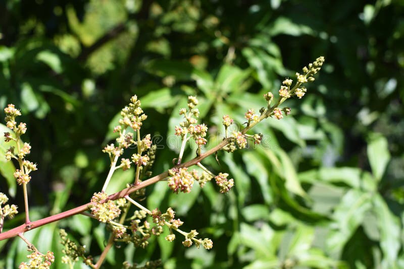 Blossoms of a mango tree. stock image. Image of exotic - 268217233