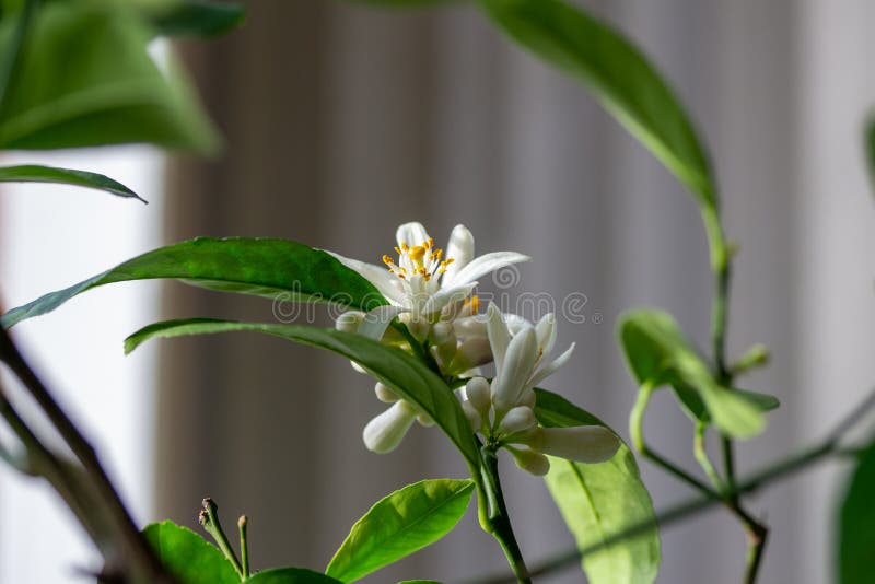 Blossoms on a Meyer Lemon Tree Stock Photo - Image of buds, leaf: 236125268