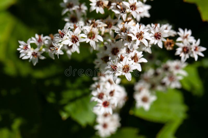 Blossoms of Mukdenia Rossii Stock Image - Image of summer, white: 278231275