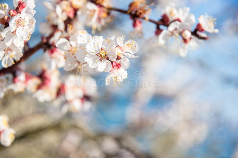 Blossoms Over Blurred Nature Background. Spring Flowers.Spring ...