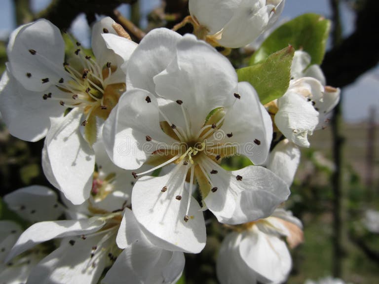 Blossoms of a Pear Tree in Spring . Tuscany, Italy Stock Photo - Image ...