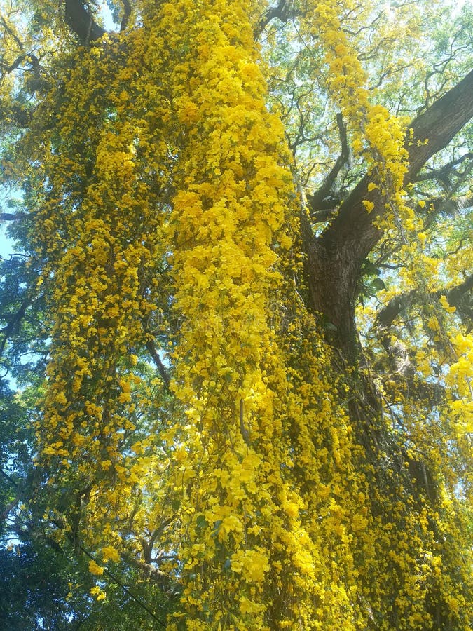 Blossoms @ pera stock photo. Image of seoson, captured - 140567762