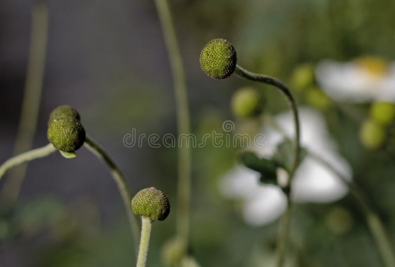 Blossoms stock image. Image of bloom, flower, green, flowers - 65296557