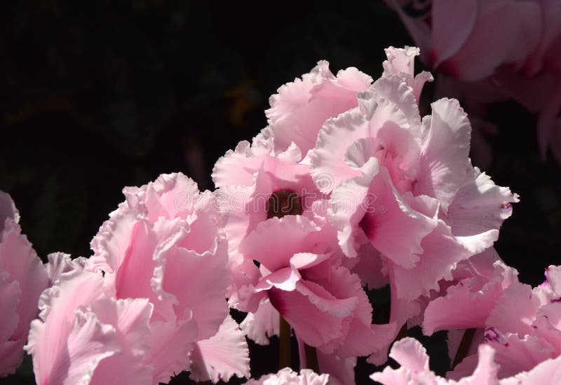 Frilly Pink Cyclamen Stock Photos - Free & Royalty-Free Stock Photos ...