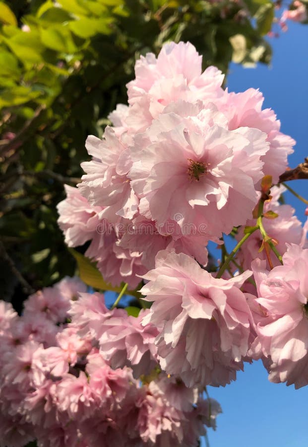 Blossoms stock image. Image of floral, springtime, pink - 179711601