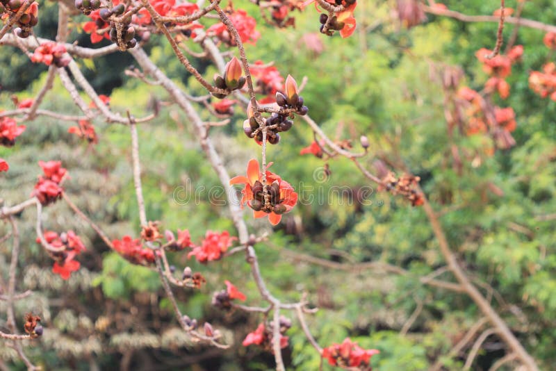 Blossoms of the Red Silk Cotton Tree Stock Image - Image of kapok ...