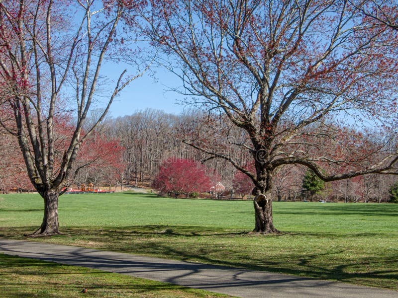 Blossoms of Spring stock photo. Image of trees, flowers - 372339572