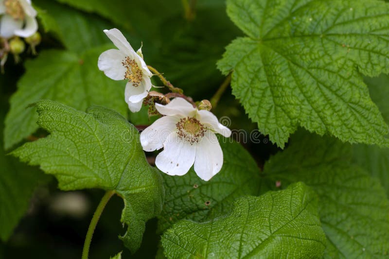 Blossoms of a Thimbleberry, Rubus Parviflorus Stock Photo - Image of ...