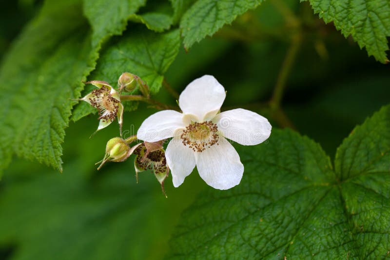 Blossoms of a Thimbleberry, Rubus Parviflorus Stock Image - Image of ...