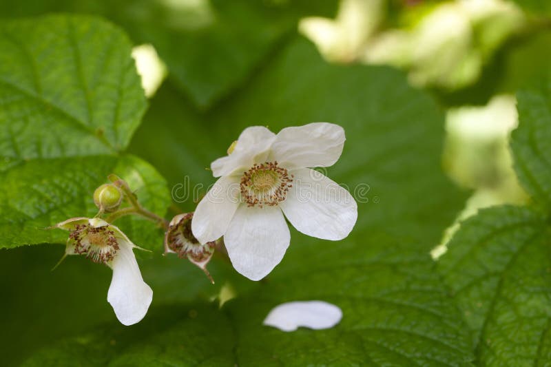 Blossoms of a Thimbleberry, Rubus Parviflorus Stock Image - Image of ...
