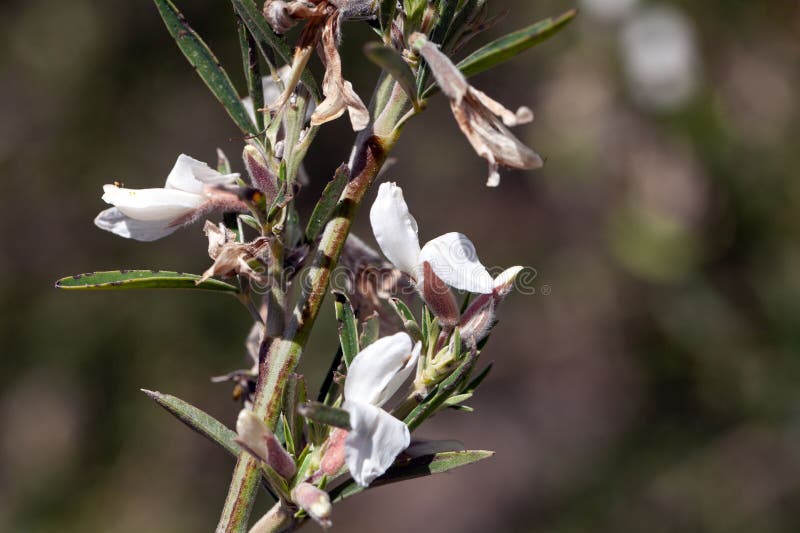Blossoms of a Tree Lucerne, Chamaecytisus Prolifer Stock Image - Image ...