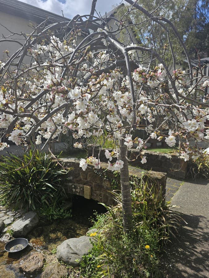 Blossoms Tree at Penny Royale Stock Image - Image of evergreen, plant ...