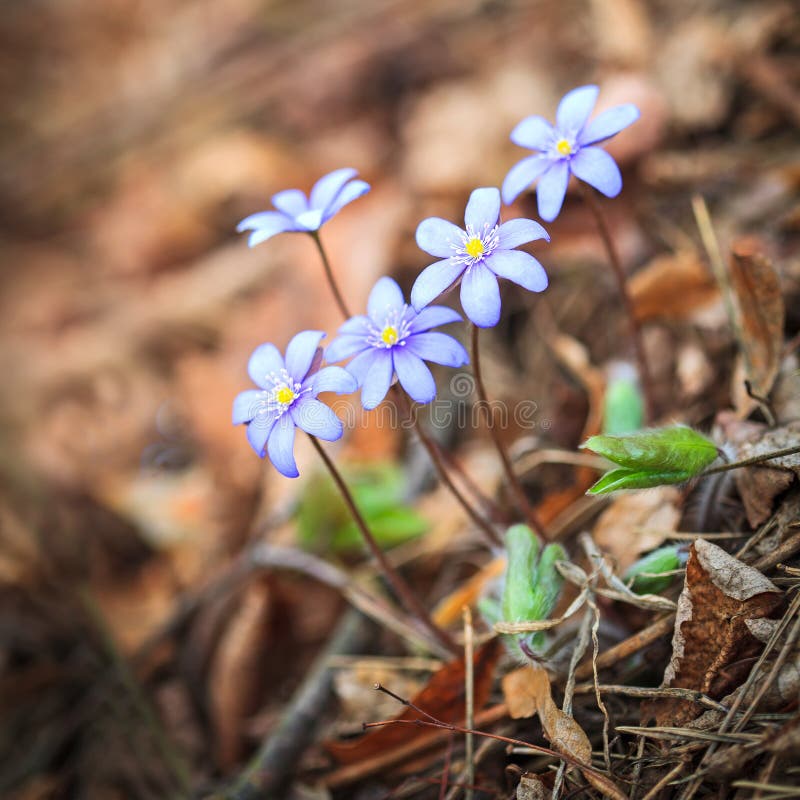 Blossoms of Violet in Field Stock Photo - Image of macro, field: 112090832