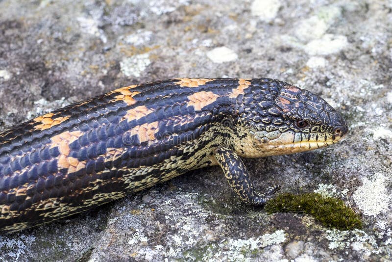 Blotched Blue-tongue Lizard Stock Photo - Image of wildlife, australia ...