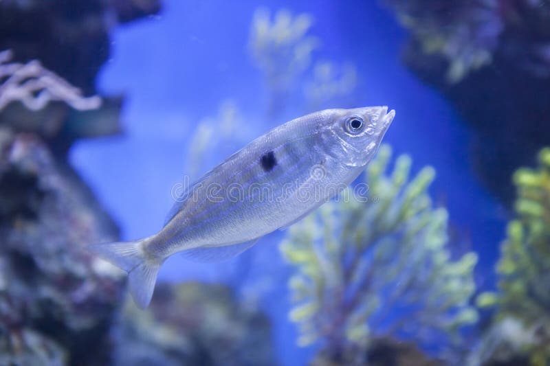 Blotched Picarel or Spicara Maena Stock Image - Image of bluegrey ...