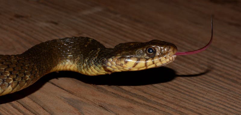 Blotched watersnake stock photo. Image of nature, defense - 39980492
