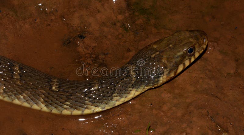 Blotched watersnake stock photo. Image of neck, nature - 39980512