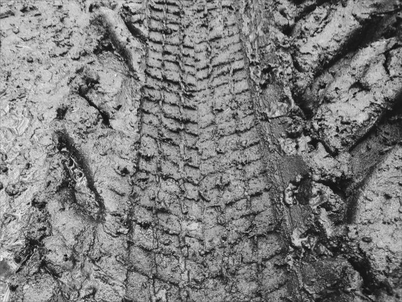 Mudd track stock image. Image of koleina, forest, fulda - 107233433