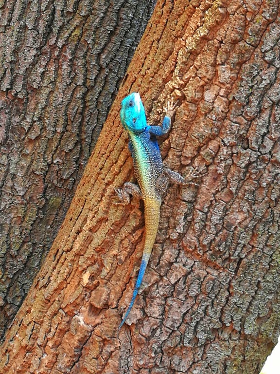 Bloukop Koggelmander foto de stock. Imagem de azul, cores - 106099964