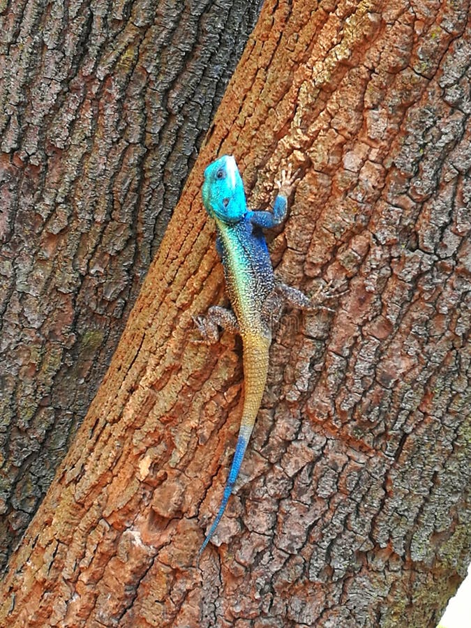 Bloukop koggelmander stock photo. Image of tree, mating - 106099964