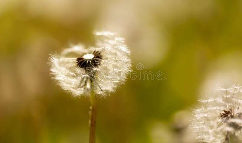 Dandelion Seeds, Allergy Concept Stock Photo - Image of floral, allergy: 382070502