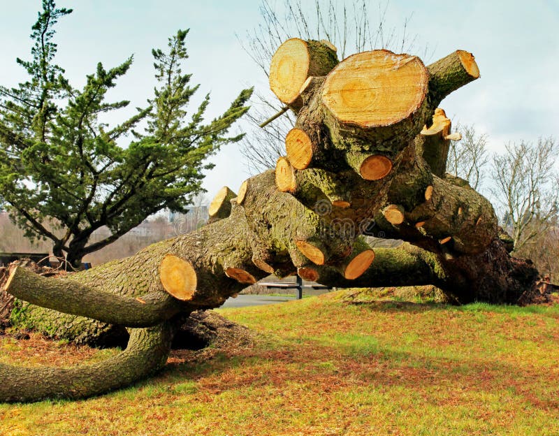 Blow-Down Delimb stock image. Image of damage, trimmed - 73612255