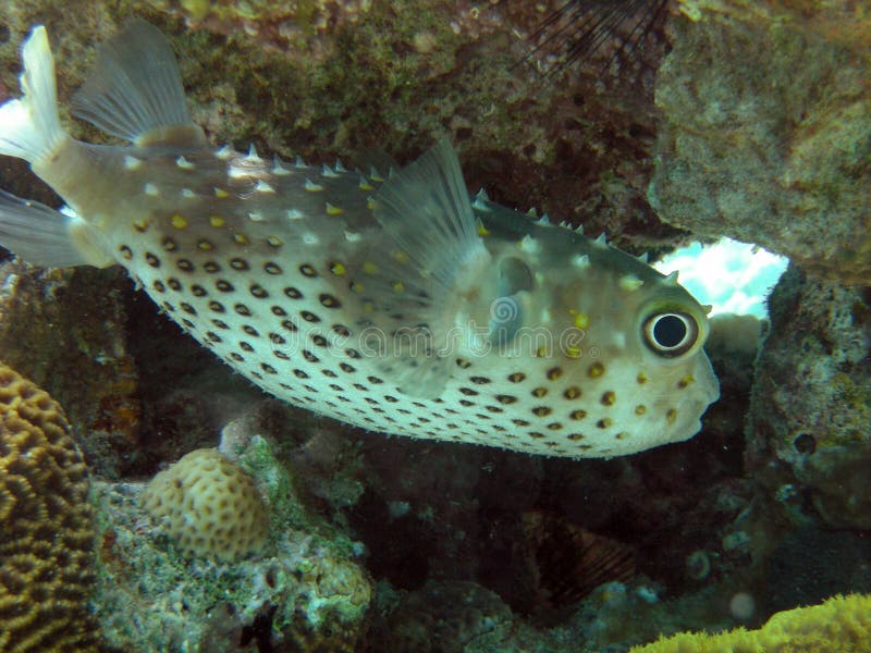 Blow fish stock image. Image of fins, eilat, coral, underwater - 9529573