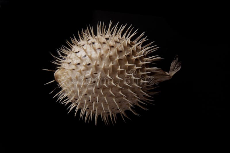 Blow fish or globe fish stock photo. Image of japanese - 11080230