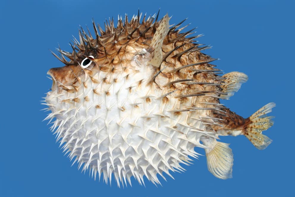 Blow fish side view stock photo. Image of diodon, prickly - 7689342