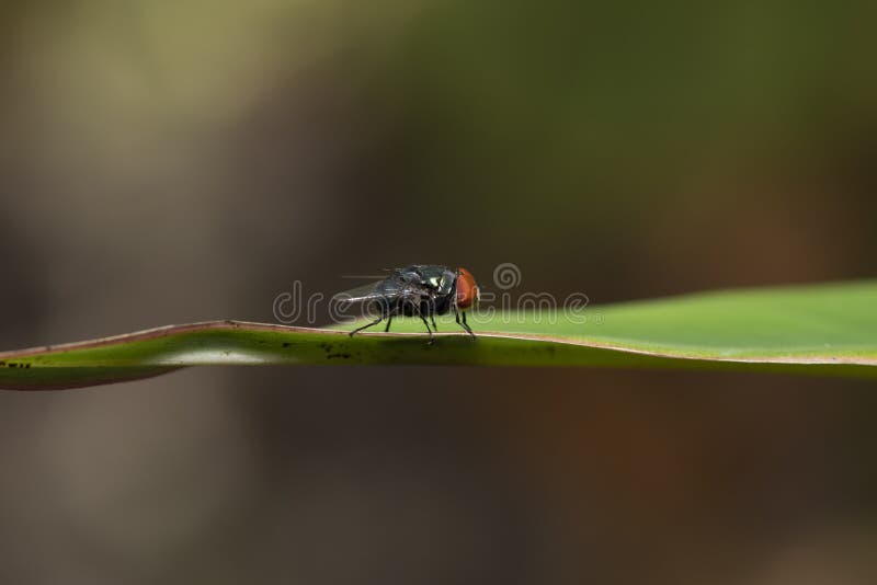 Blow Fly, Carrion Fly, Bluebottles or Cluster Fly, Diptera Fly Insect ...