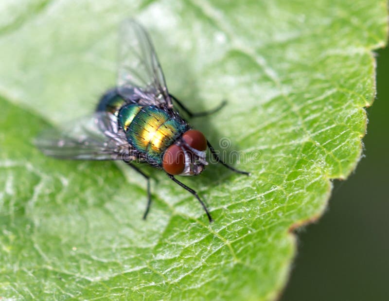 Blow Fly, Carrion Fly, Bluebottles or Cluster Fly Stock Photo - Image ...