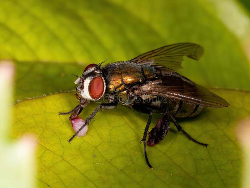Blow Fly stock photo. Image of diptera, beautiful, insect - 196078346