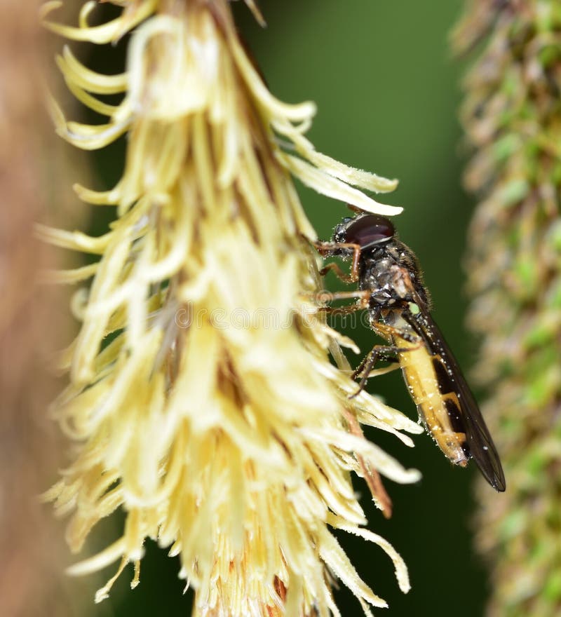 Blow Fly on a flower stock photo. Image of flower, calliphoridae ...