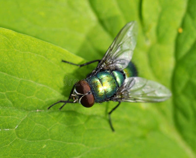 Blow-fly stock photo. Image of green, blowfly, eyes, infection - 34401546