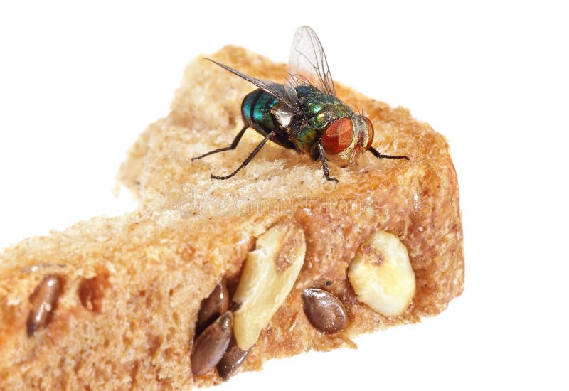 Blow Fly stock image. Image of insect, sliced, bread - 125022015