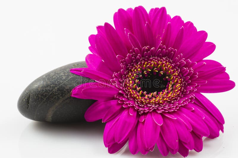 Single Magenta Water Lily with Reflection Stock Image - Image of purity ...