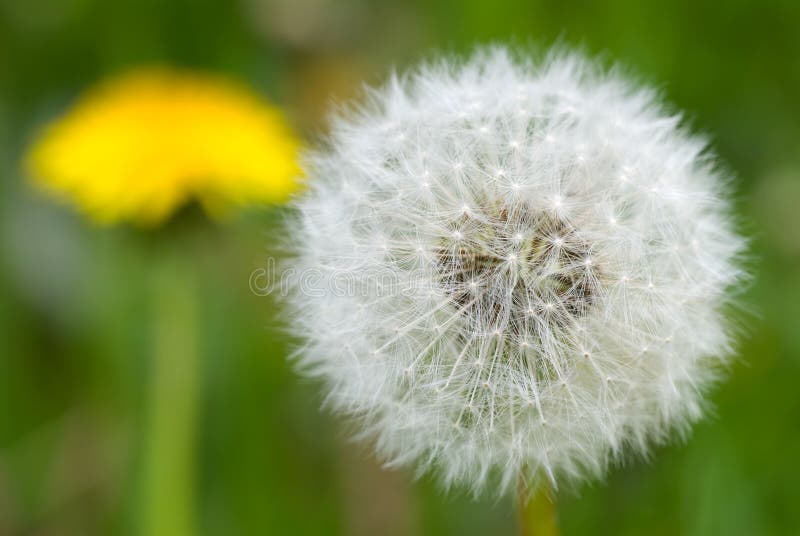 Dandy dandelion stock image. Image of dandelion, pattern - 109681639