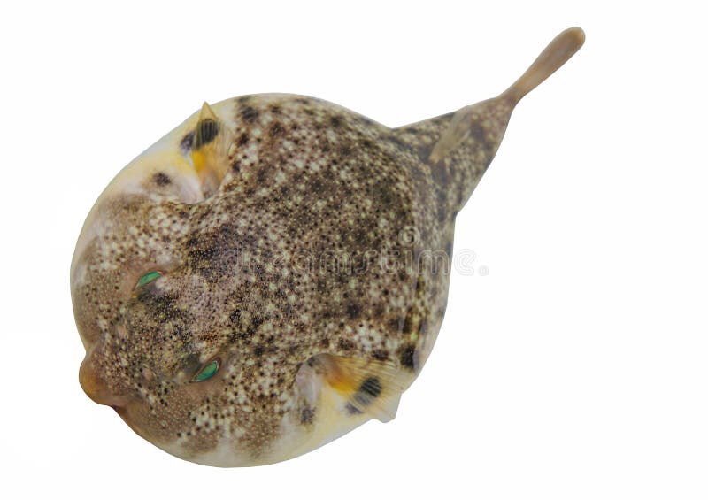 Blowfish stock photo. Image of balloon, close, hedgehog - 10164002