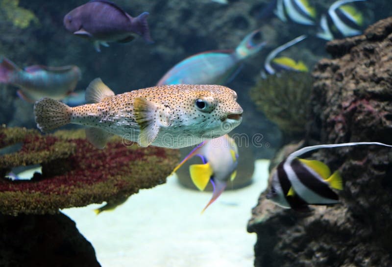 Blowfish stock photo. Image of tank, exotic, pufferfish - 15595720
