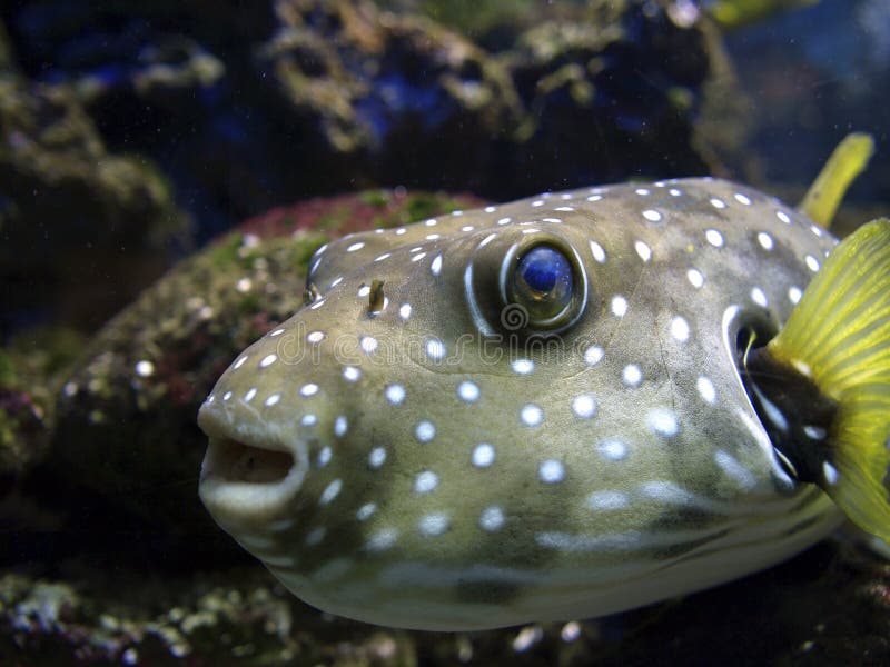 Blowfish stock photo. Image of underwater, fish, detail - 16432712