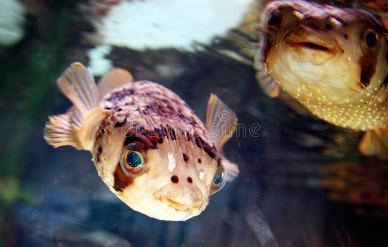 1,881 Blowfish Stock Photos - Free & Royalty-Free Stock Photos from ...