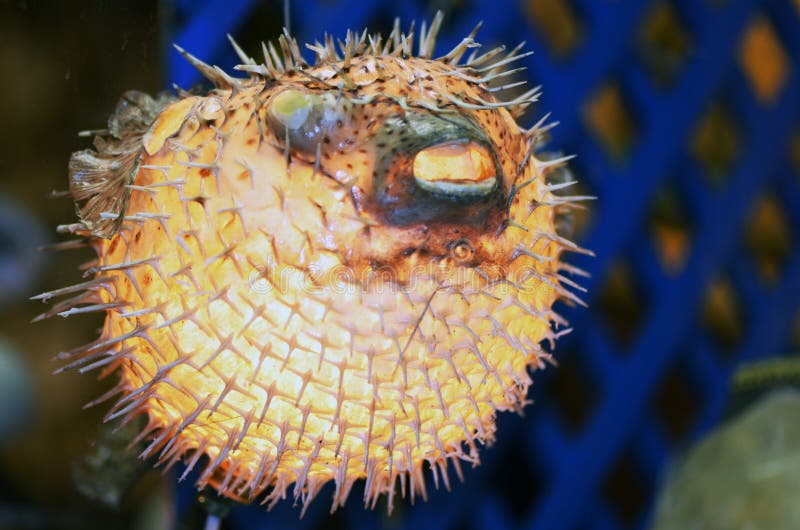 Dried Blowfish Fins for Hirezake Japanese Hot Sake Drink . Stock Photo ...