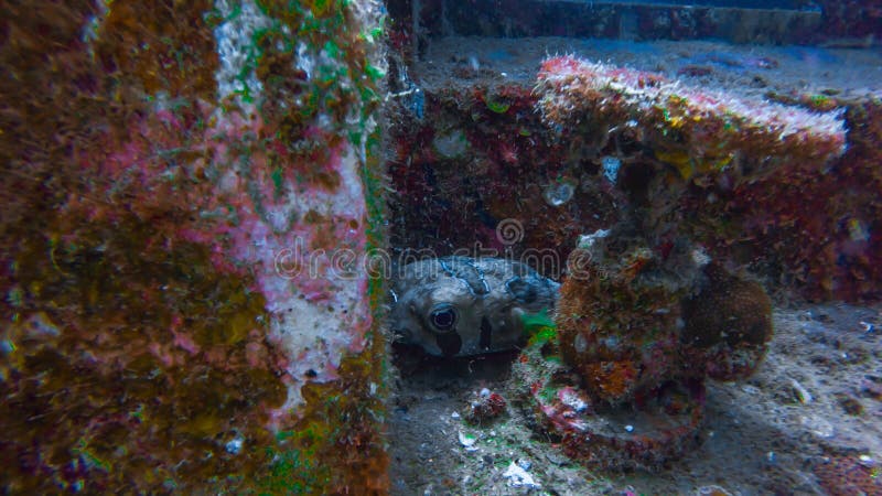 Blowfish Lub Puffer Ryba W Oceanie Obraz Stock - Obraz złożonej z ...