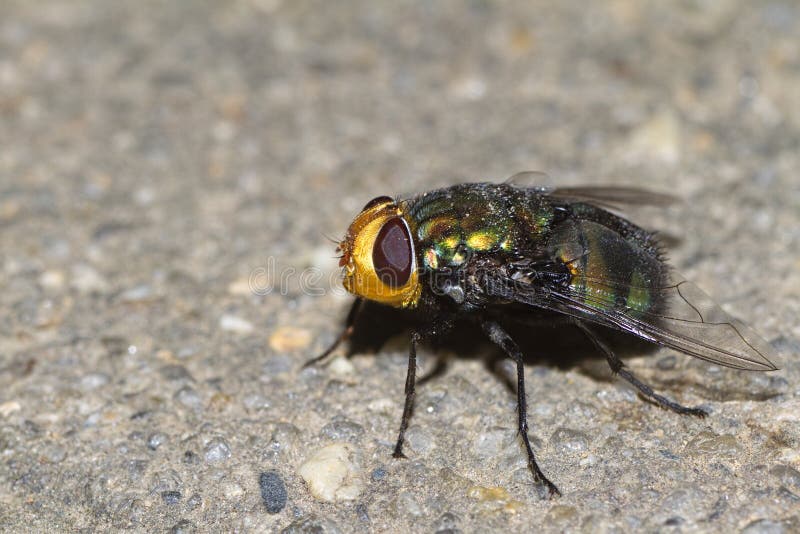 461 Black Blowfly Photos - Free & Royalty-Free Stock Photos from Dreamstime