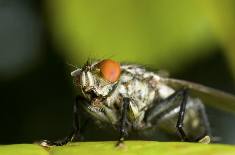 Blowfly close up stock photo. Image of close, nature - 37347300
