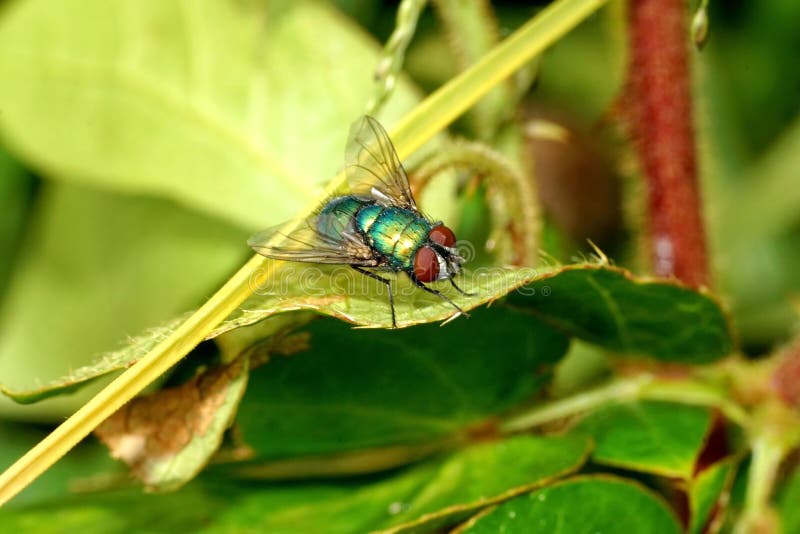 Blowfly on a leaf stock photo. Image of insect, cotacachi - 255113850