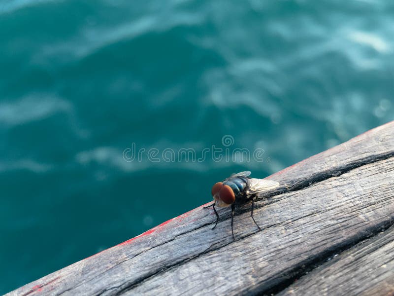 A blowfly on a wood stock photo. Image of perched, wings - 228231322
